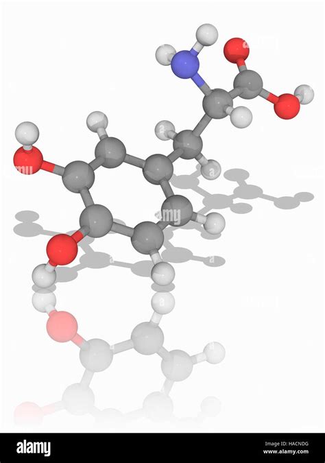 Levodopa Molecular Model Of The Drug Levodopa C9 H11 N O4 Also