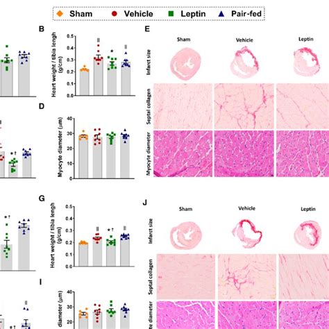 Central Leptin Infusion Improves Cardiac Function After Download