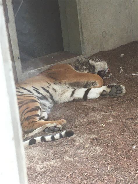 Big Boi Beans Rtoebeans