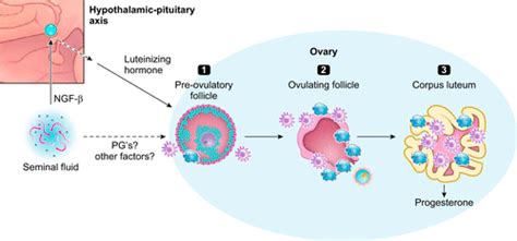 Ovulation And Unprotected Sex Captions