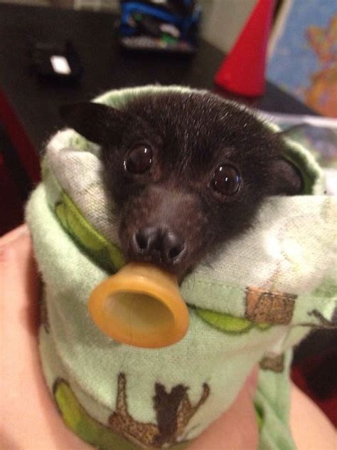 A Bat Rescue Organization Posted These 40 Pics Of Bats Being Cute To