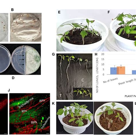 Trichoderma Asperellum Colonizes A Tomato Plants Root System And Download Scientific Diagram