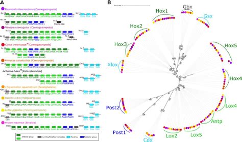 Hox Genes Clusters A Representation Of The Gene Order Of Hox Genes