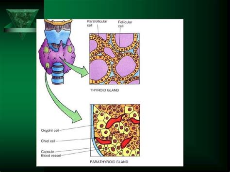 Hyperparathyroidism Pdf Thyroid Disorders Endocrine And Metabolic Diseases