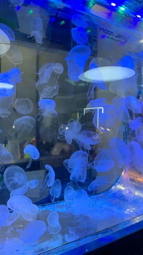 Jellyfish Pretty Wallpapers Cute Wallpapers Aesthetic Wallpapers Artofit