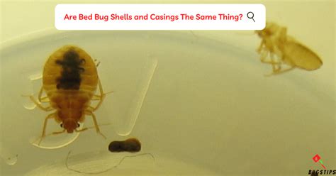 Bed Bug Shells Skins And Casings Complete Guide Bugstips Bed Bug Shells Skins And Casings Complete Guide Bugstips