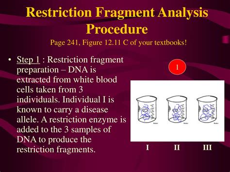 Ppt Restriction Fragment Analysis Powerpoint Presentation Free Download Id1760083
