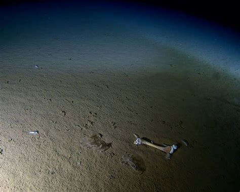 Challenger Deep What Lies In The Deepest Part Of The Ocean