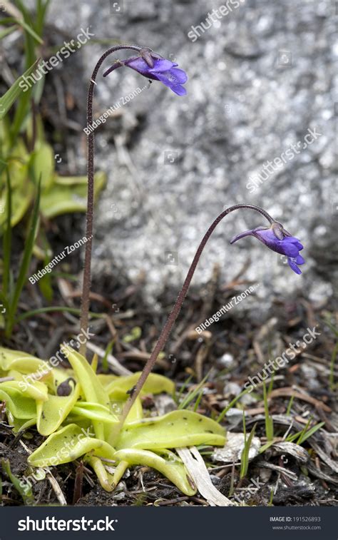 Grassette Commune 135 Images Photos Et Images Vectorielles De Stock