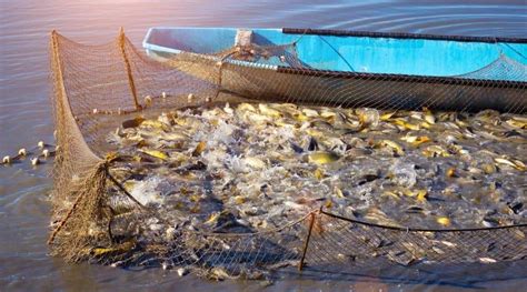 Overfishing Facts 14 Statistics About Overfishing And Fish Depletion