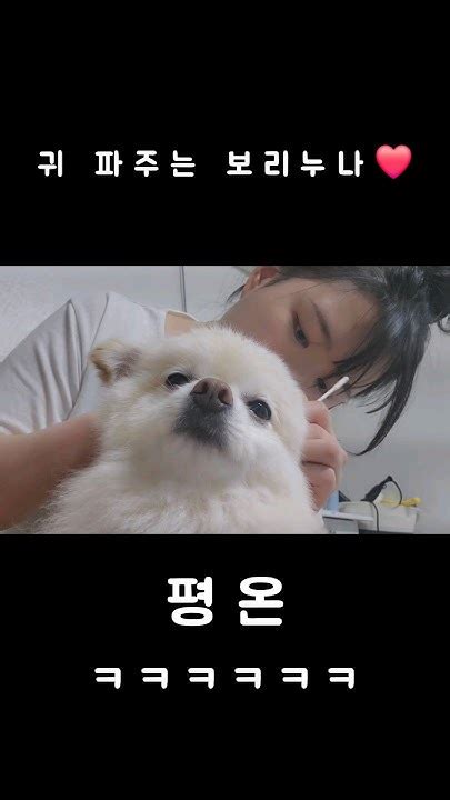 보리 귀 파주는 이쁜 누나 ️ 강아지 반려견 댕댕이 포메라니안 멍멍이 Youtube