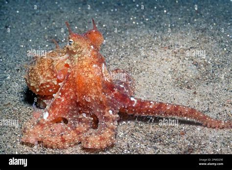 East Pacific Red Octopus Or Ruby Octopus Octopus Rubescens Instant
