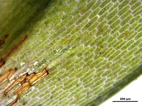 Rhodobryum Roseum Free Photos On