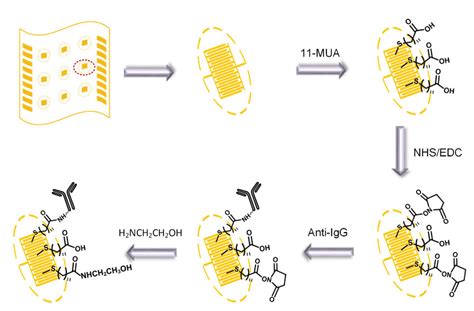 Shows The Biofunctionalization Steps Of The Interdigitated Gold