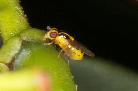 Trichogrammatid Wasp Bugguide Net