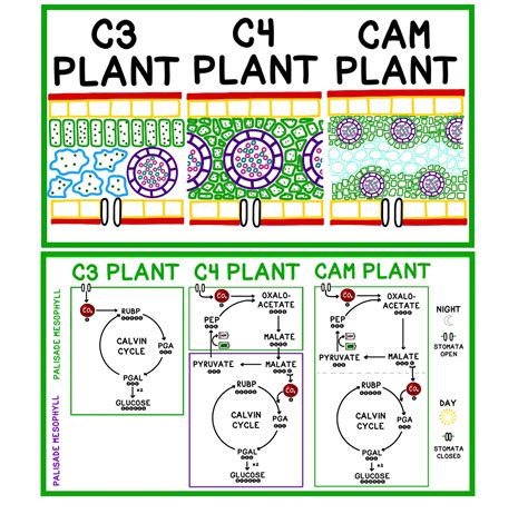 Understanding C3 C4 And Cam Plants