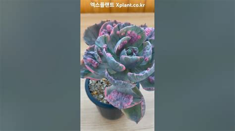 다육 저렴한곳 엑스플랜트 다육판매 다육이판매 다육방송 다육라이브 다육이 다육식물 다육 Succulents Koreansucculents 多肉植物 Youtube