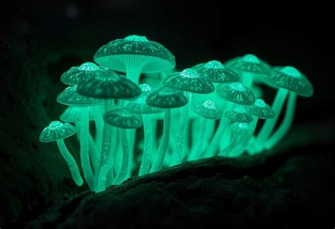 Ai产生的 蘑菇 自然 Pixabay上的免费图片