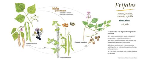 Frijoles Ayocotes Téparis Ibes Biodiversidad Mexicana