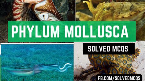 Phylum Mollusca Solved Mcqs Solved Mcqs For All