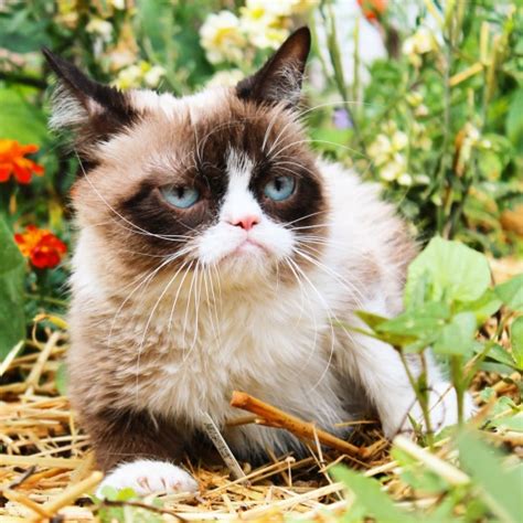 The Worlds Grumpiest Cat Grumpy Cat®
