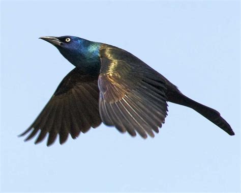 Common Grackle Call Migration Sound Habitat Flock Bird Baron