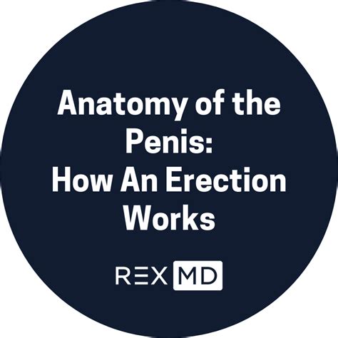 Anatomy Of The Penis How An Erection Works
