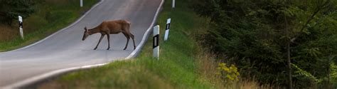 Wildlife Collision Prevention Sdg Counties