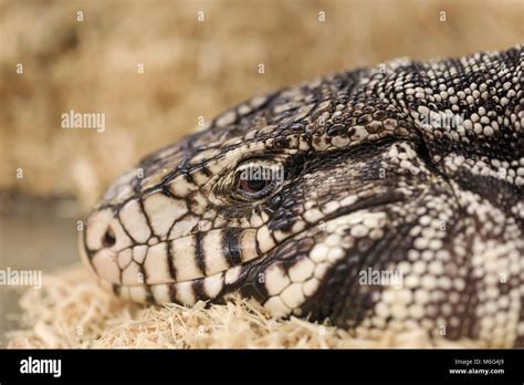 Big Adult Tegu Close Up Portrait Black And White Tegu Also Called Argentine Giant Tegu High