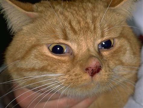 Cryptococcus Neoformans In Cats Felis Vetlexicon