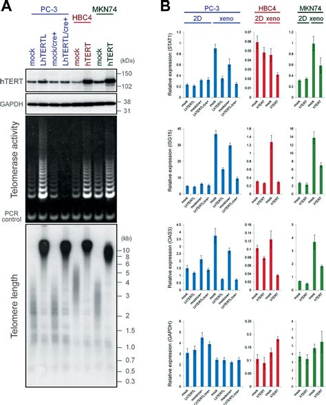 Figure 1 From Telomeric Repeat Containing Rnag Quadruplex Forming