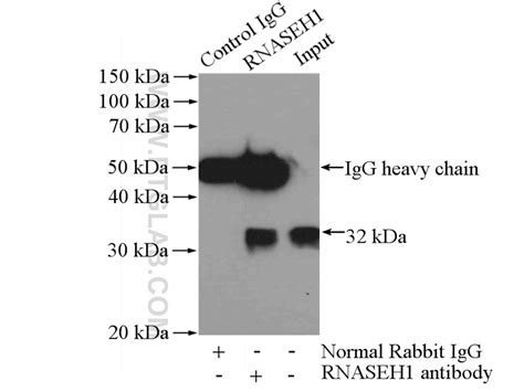 Rnaseh1 Antibody 15606 1 Ap Proteintech