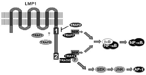 Mechanism For The Activity Of LMP Download Scientific Diagram