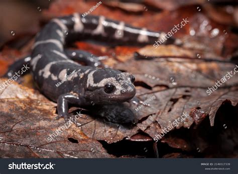 Marbled Salamander