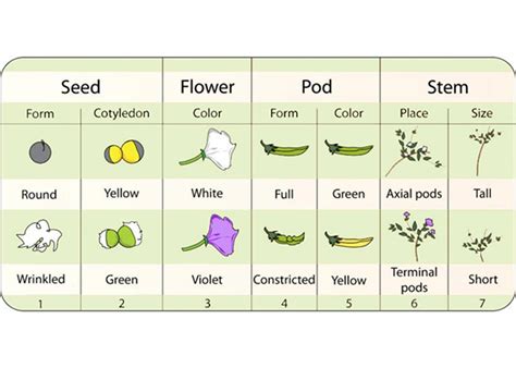 Mendel Notes 2 Plant Phenotype Examples Chemistry School