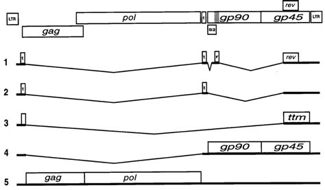 Organization And Splicing Patterns Of Eiav Schematic Of Eiav Genome