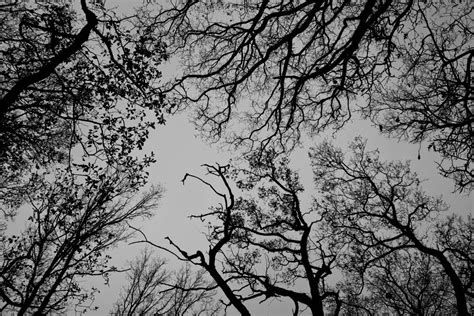 Tree Canopy By Pixeltastic On Deviantart
