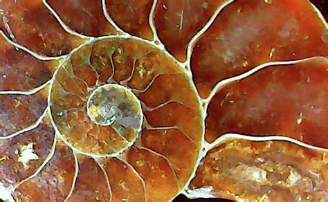 Microscope Fossil Cross Section 01 Photograph By Michael Lavine Pixels