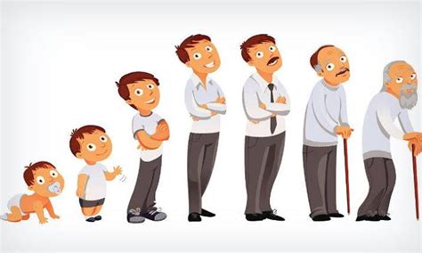 Ciclo De Vida De Las Personas