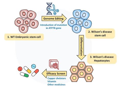 Schematic Diagram Of Wilsons Disease Model For Screening Drug