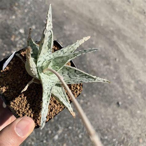 Yahooオークション Aloe Hyb アロエ ハイブリッド 02 （多肉植物 観