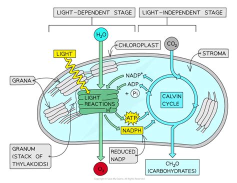 Light Dependent Reactions And Light Independent Reactions
