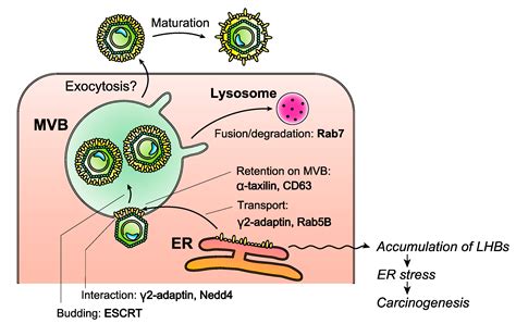 Envelope Proteins Of Hepatitis B Virus Molecular Biology And