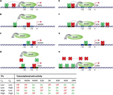 Boolean Logic Of Transcriptional Regulation Boolean Logic Gates Map Download Scientific