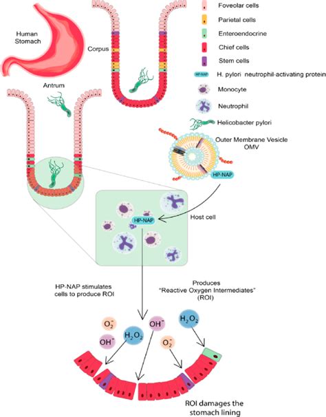 Helicobacter Pylori Neutrophil Activating Proteins Hp Nap Stimulates