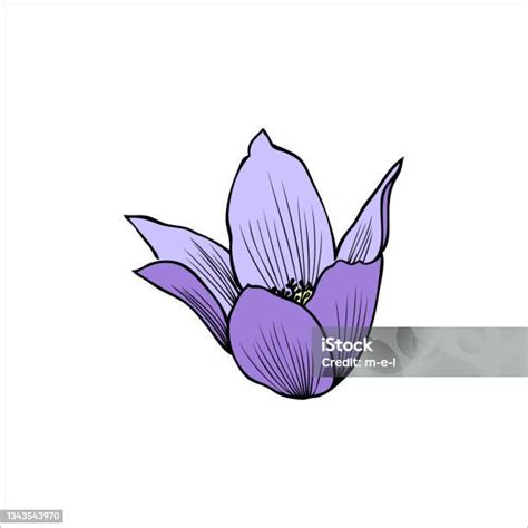 Lumbago 초원 펄사틸라 꽃 잉크 스케치 벡터 파스크 꽃 흰색에 고립 된 꽃 그림 디자인 의학을위한 다년생 독성 꽃 식물의 식물 도면 식물 치료 꽃 나무에 대한 스톡