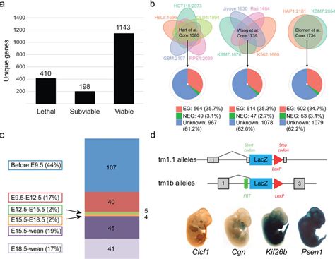 Large Scale Identification Of Essential Genes A Number Of Viable Download Scientific Diagram