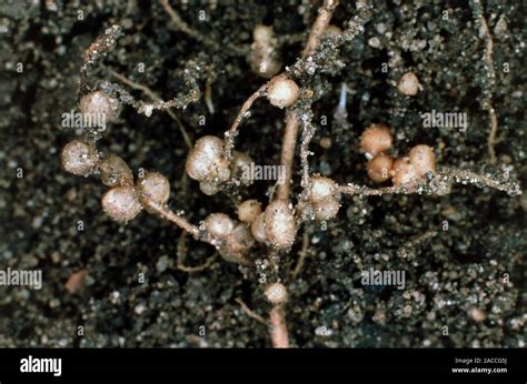 Nodules Of Rhizobium Leguminosarum The Nitrogen Fixing Bacteria On The Roots Of The French