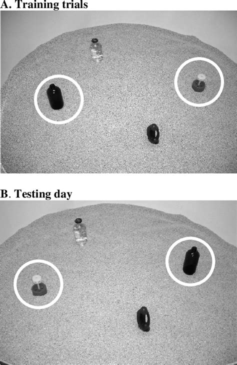 Figure 1 From Sex Differences For Object Location Memory In Rats The Contribution Of The