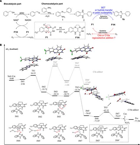 Cooperative Chemoenzymatic Synthesis Of N Heterocycles Via Synergizing Bio With Organocatalysis